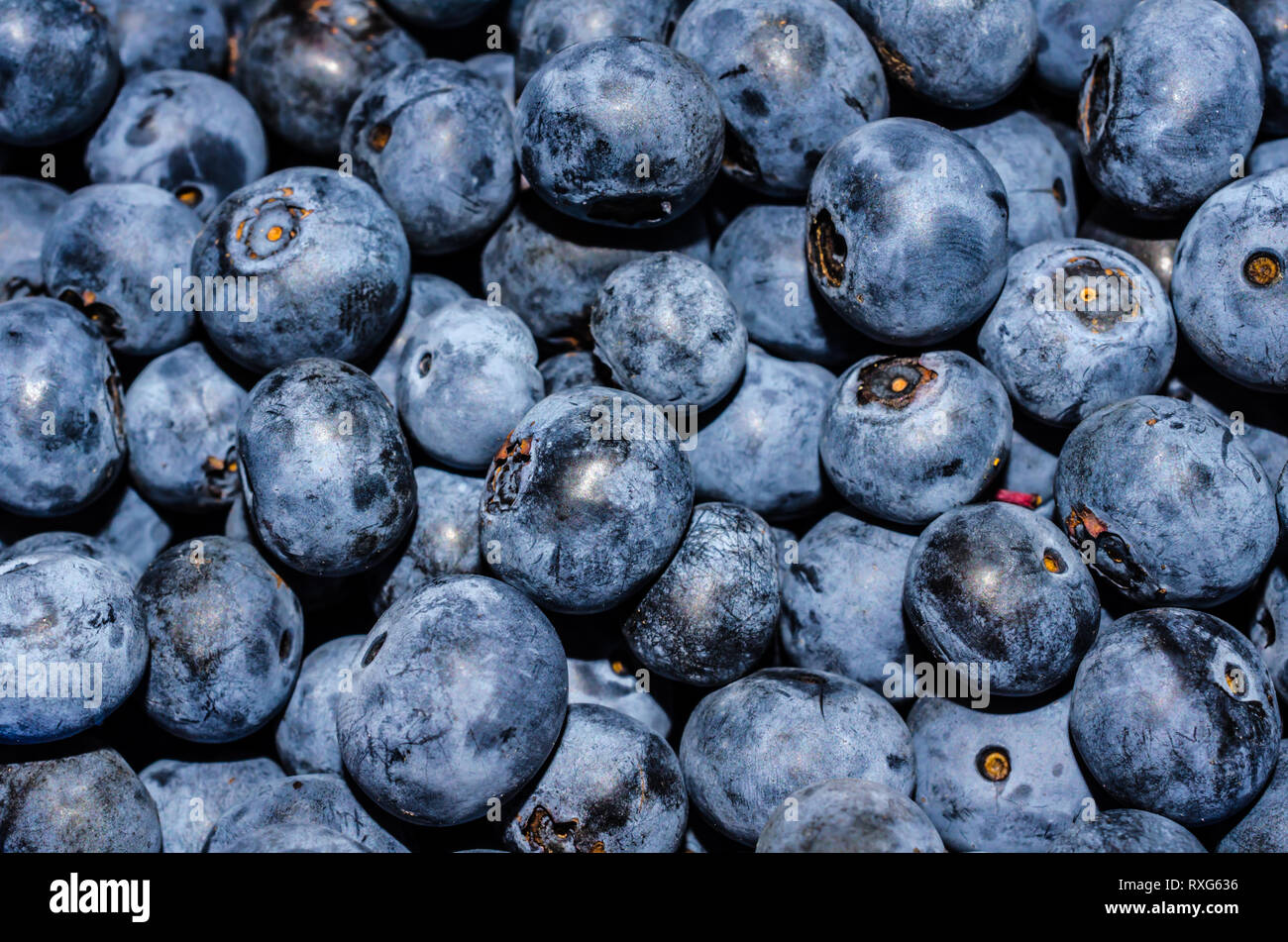 Fresh healthy homegrown and harvested blueberries. Nutritious and ...