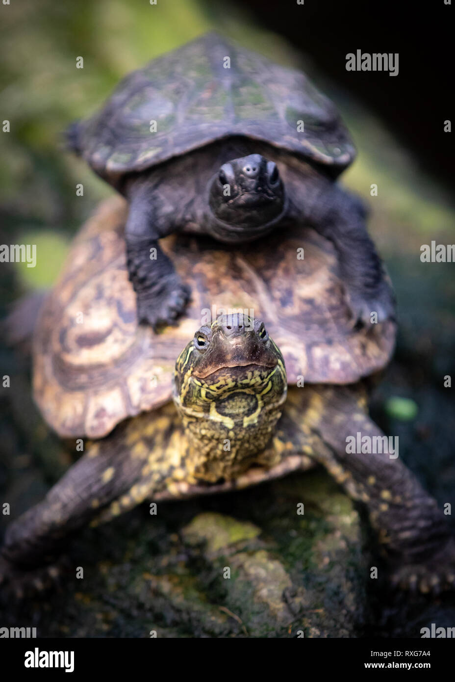 a baby turtle lying on its mother mud turtle Stock Photo - Alamy
