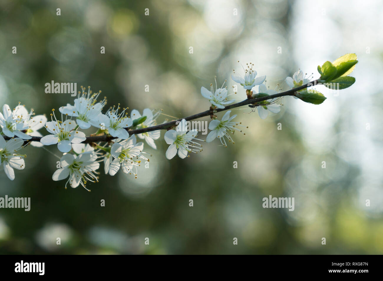 Fruit tree branch white blooms hi-res stock photography and images - Alamy