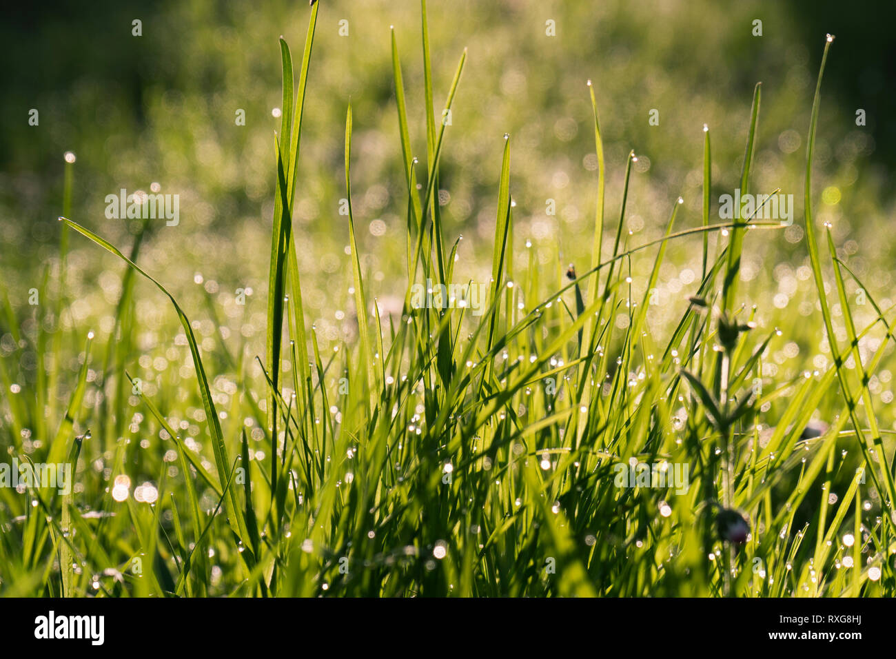 Grass with morning dew in spring Stock Photo - Alamy