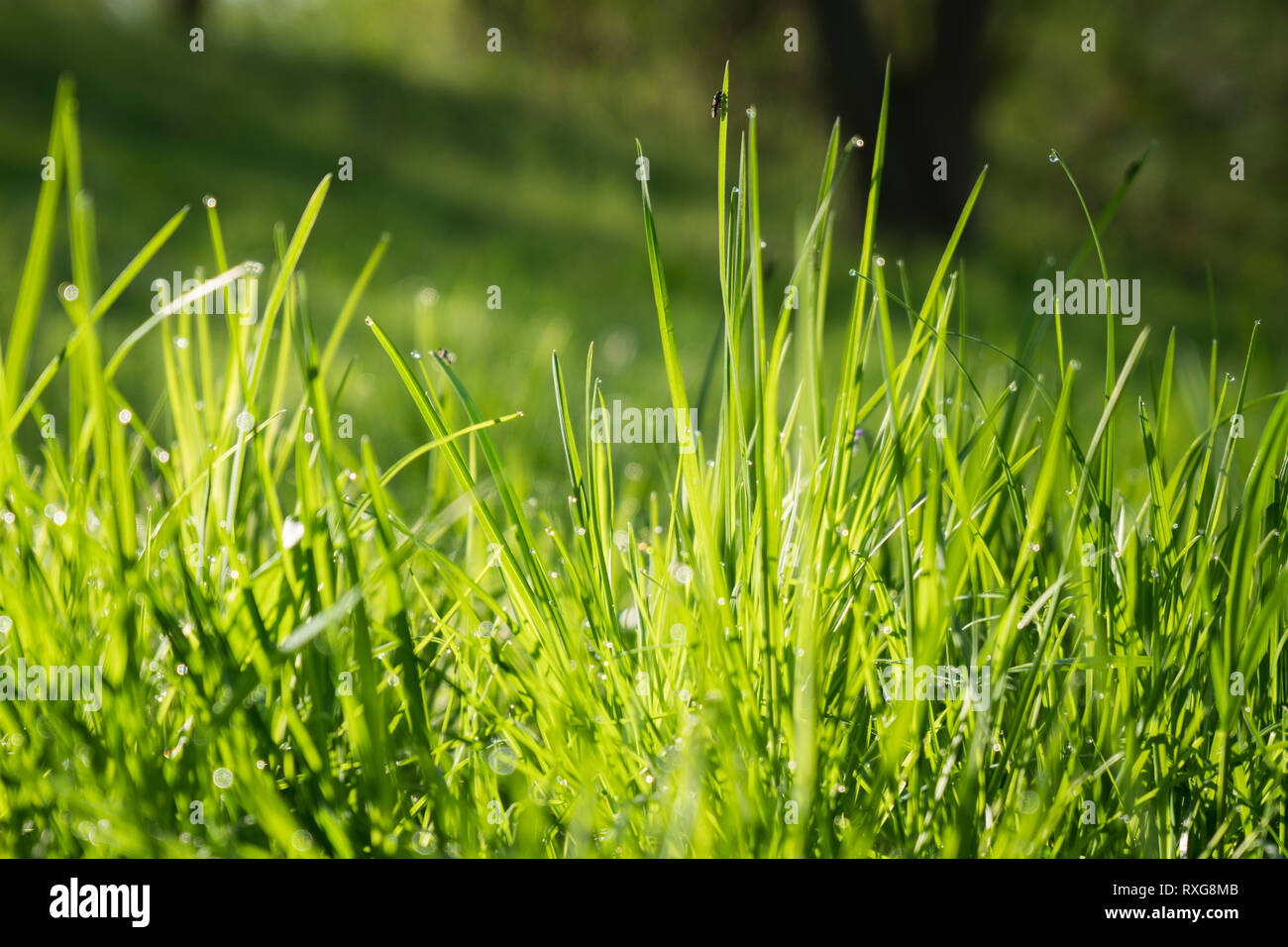 Spring dew hi-res stock photography and images - Alamy