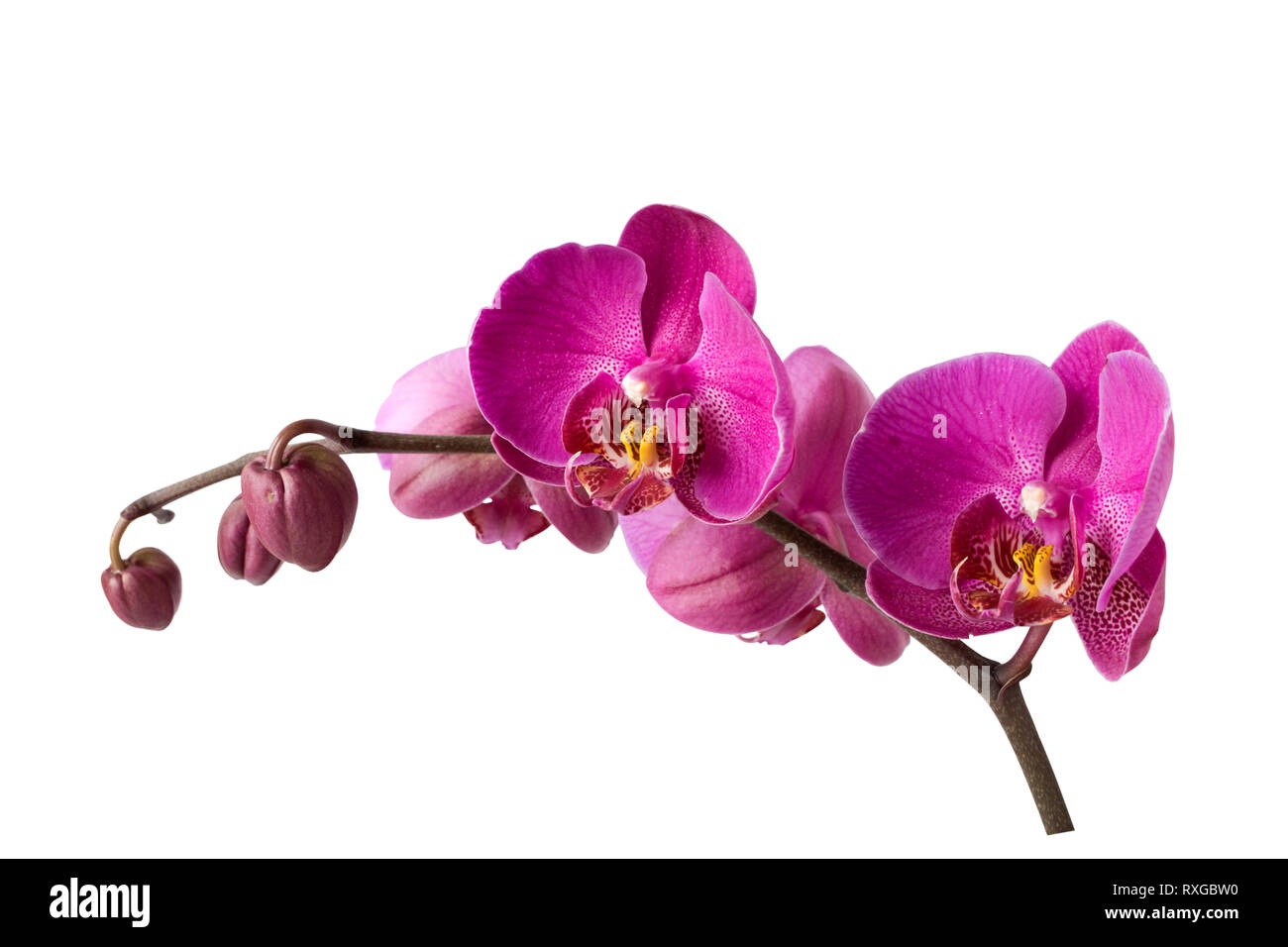 Isolated branch of orchid, clipping path included Stock Photo - Alamy