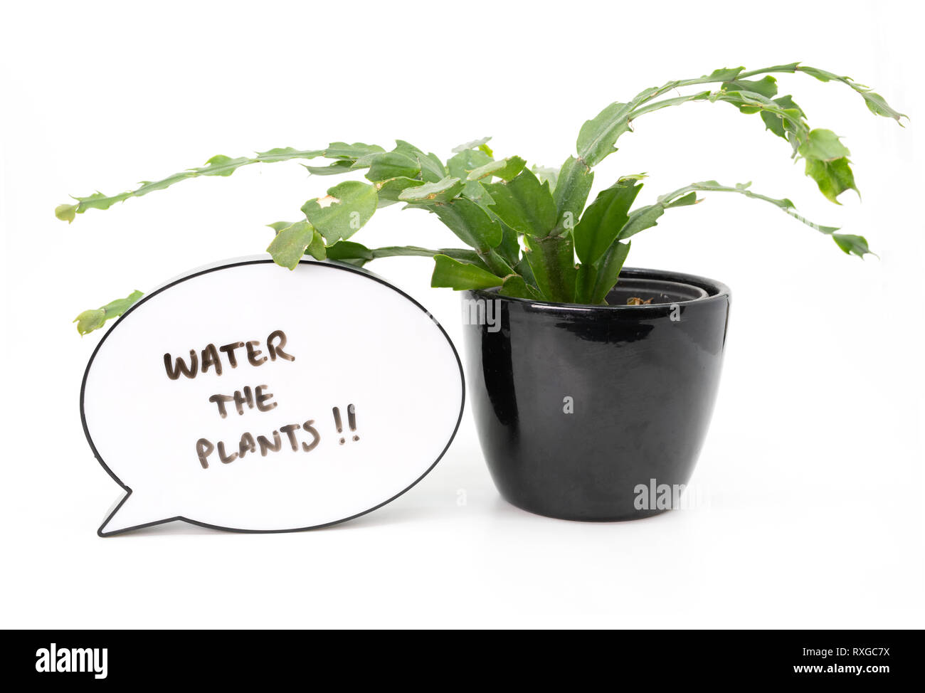 Reminder To Water Plants Plant Daddy — Water Reminders On The App