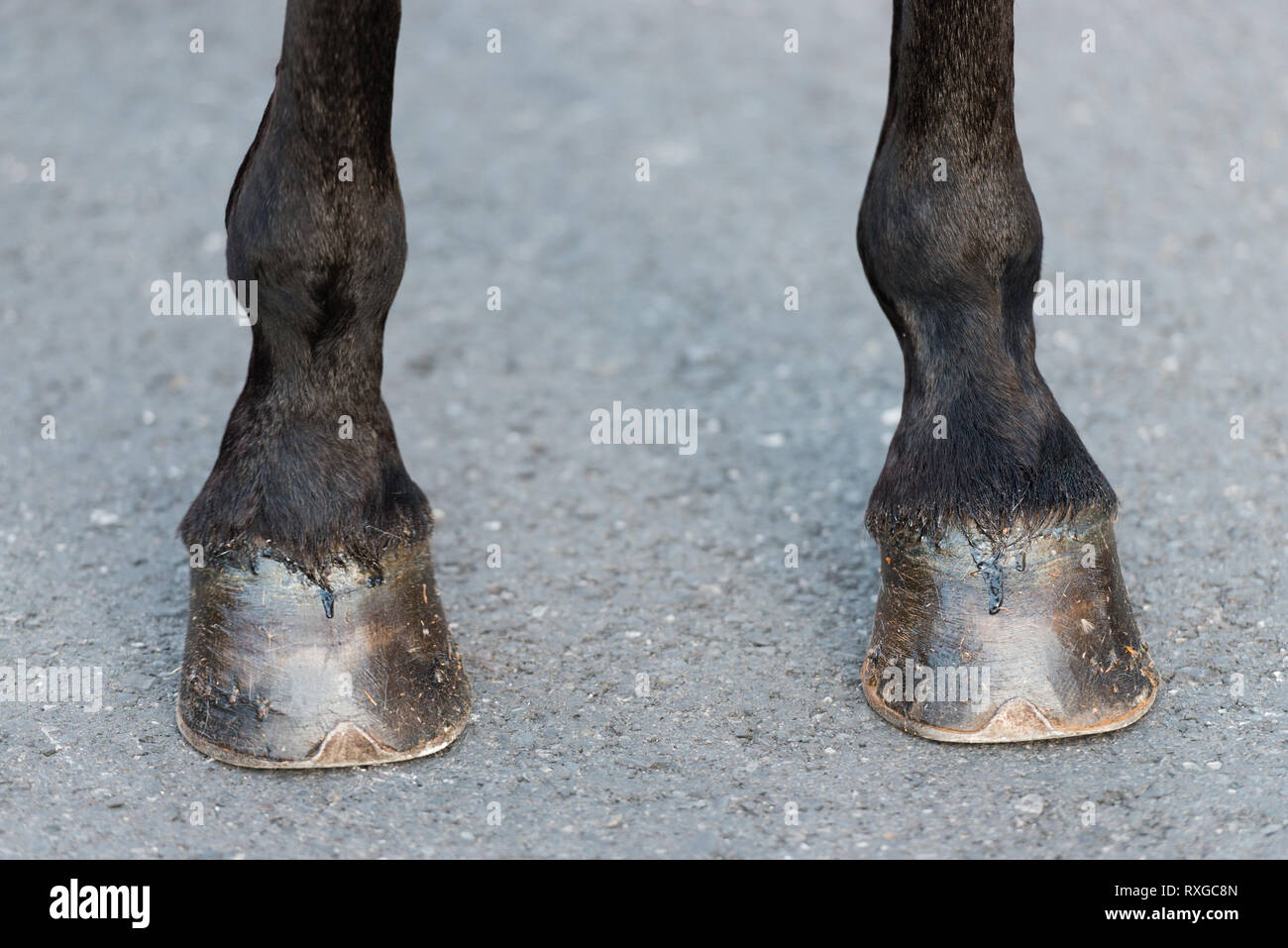 Detail of the hooves of a black horse Stock Photo - Alamy