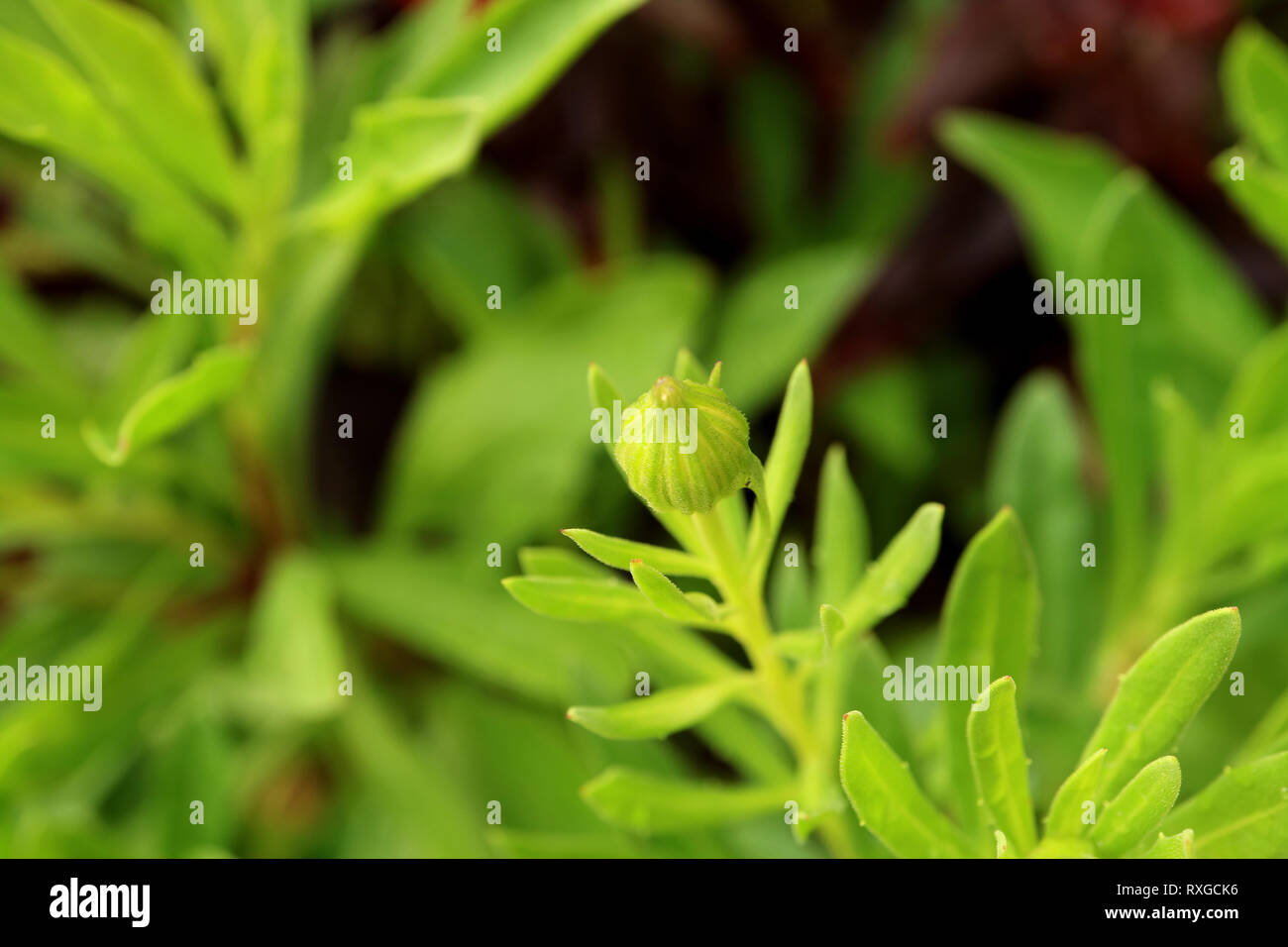 Little flower bud growing in the warm sunlight of Easter Island, Chile ...