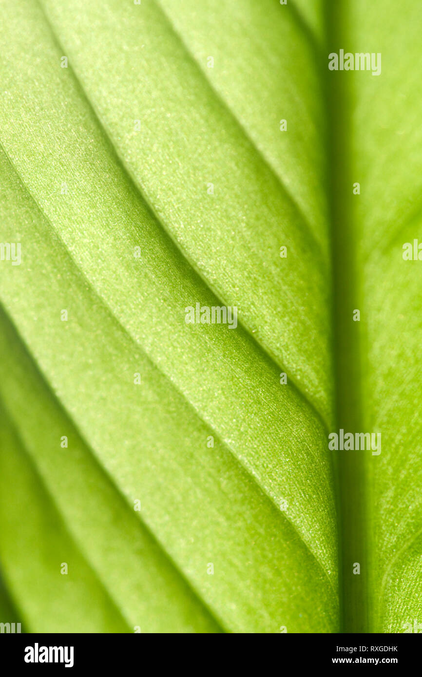 Texture background leaf hi-res stock photography and images - Alamy