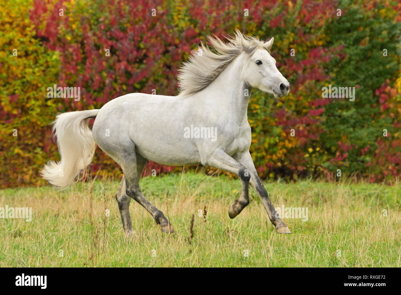 Connemara pony in autumn in the field Stock Photo - Alamy