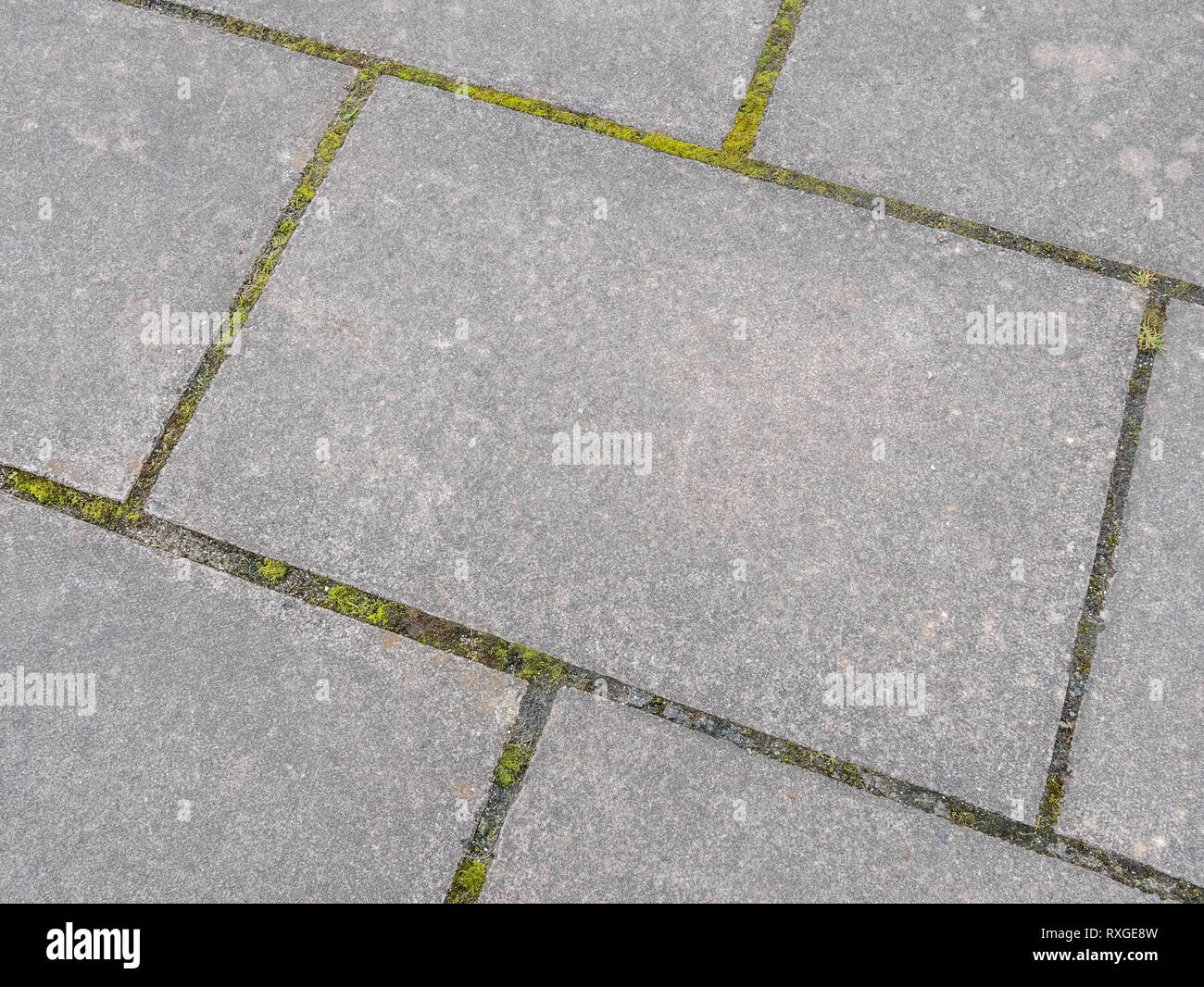 Moss growing in the cracks between concrete paving slabs. Metaphor fall ...