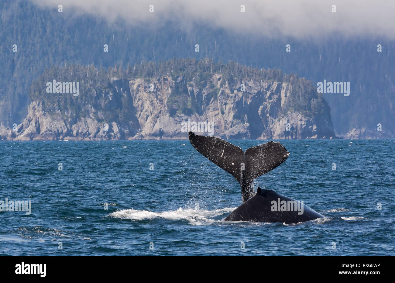 Diving straight down a humbacks tail sticks high into the air while its ...