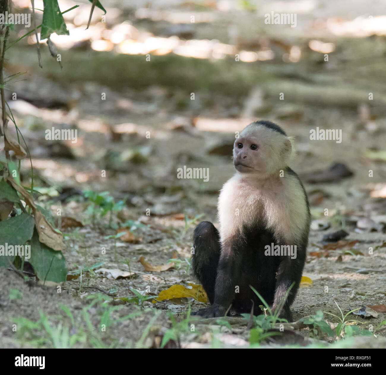 Staring a green leaves a capuchin monkey sits quietly in a forest trail ...