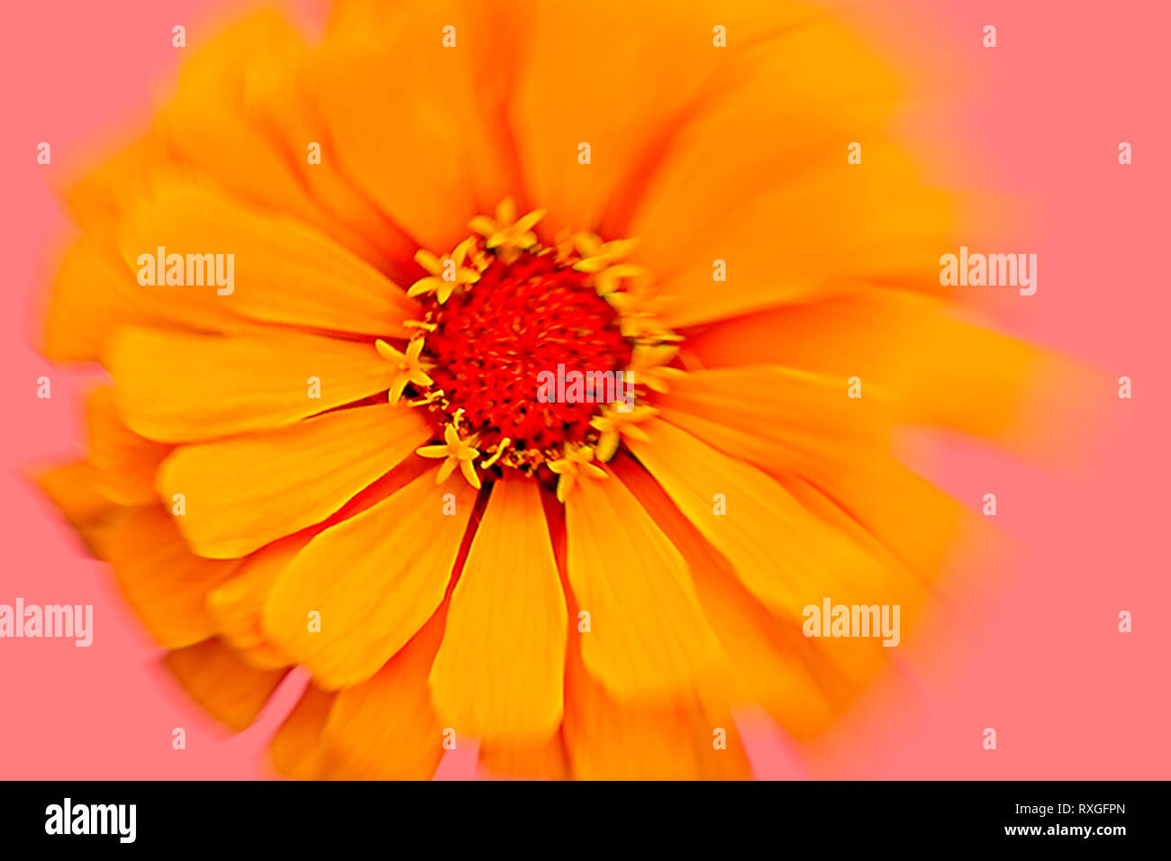 Double exposure wildlife hi-res stock photography and images - Alamy