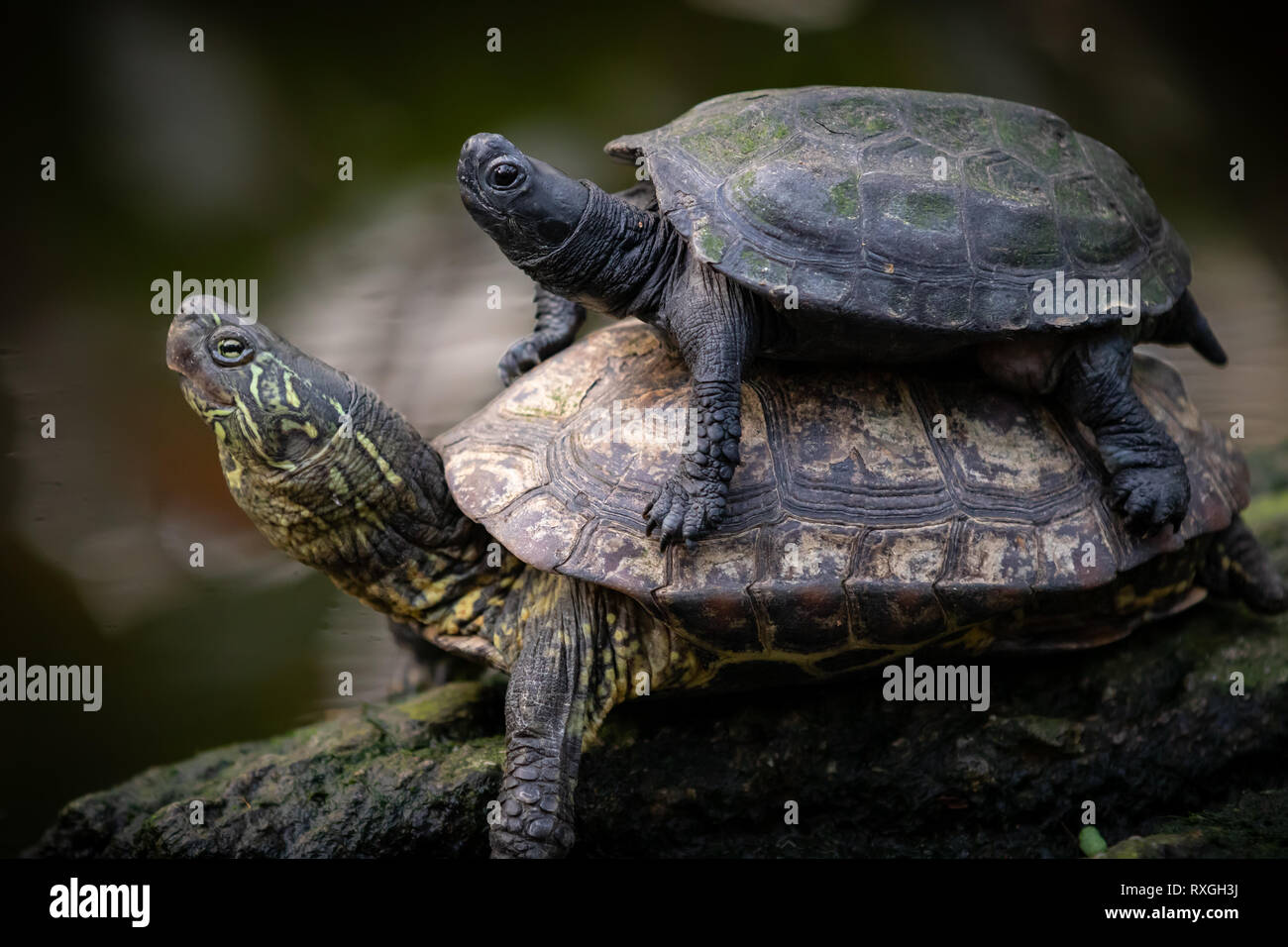 a baby turtle lying on its mother mud turtle Stock Photo - Alamy