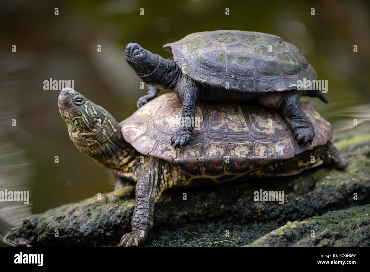 Mud turtle hi-res stock photography and images - Alamy
