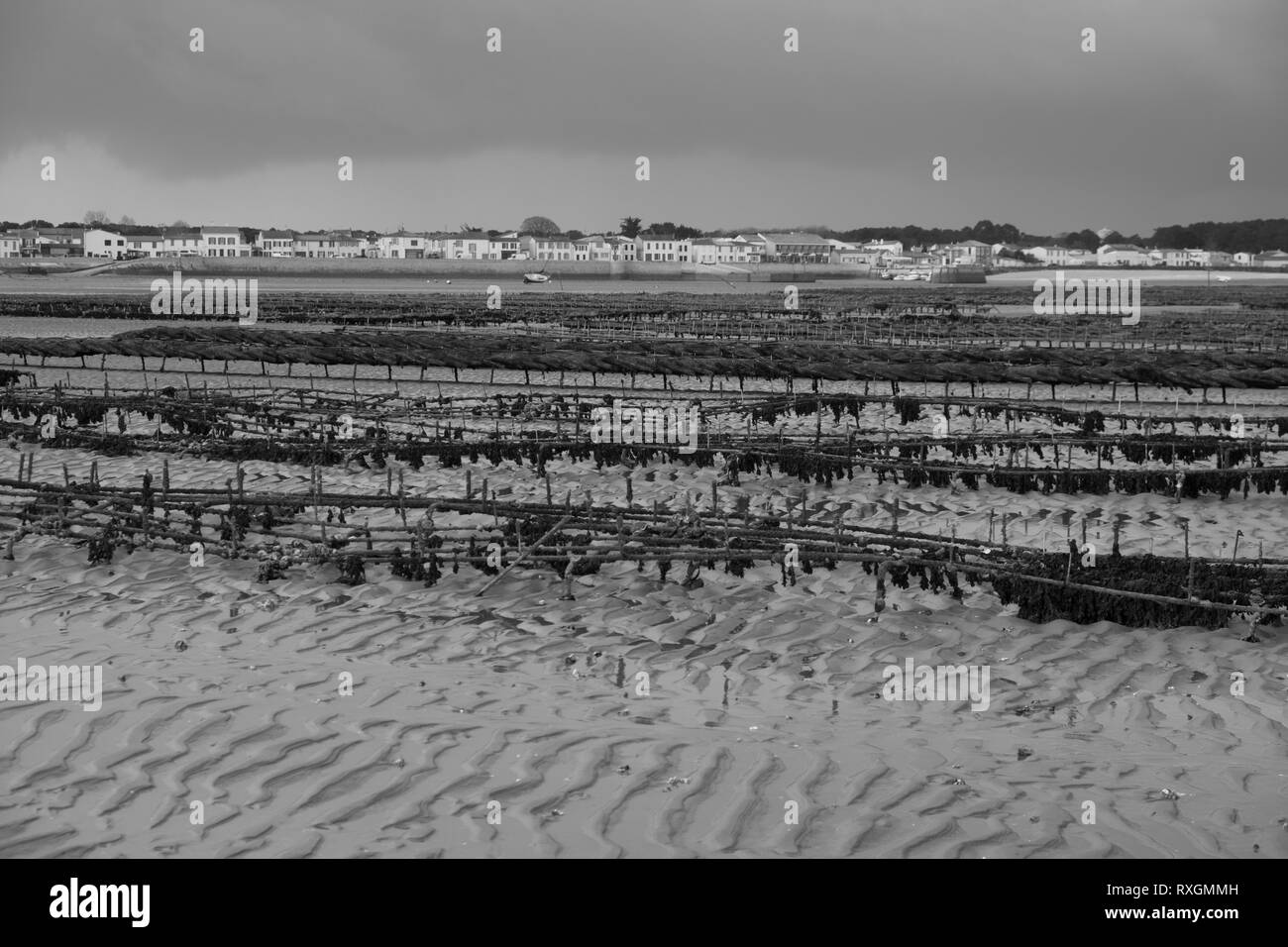 Bivalves bivalve Black and White Stock Photos & Images - Alamy