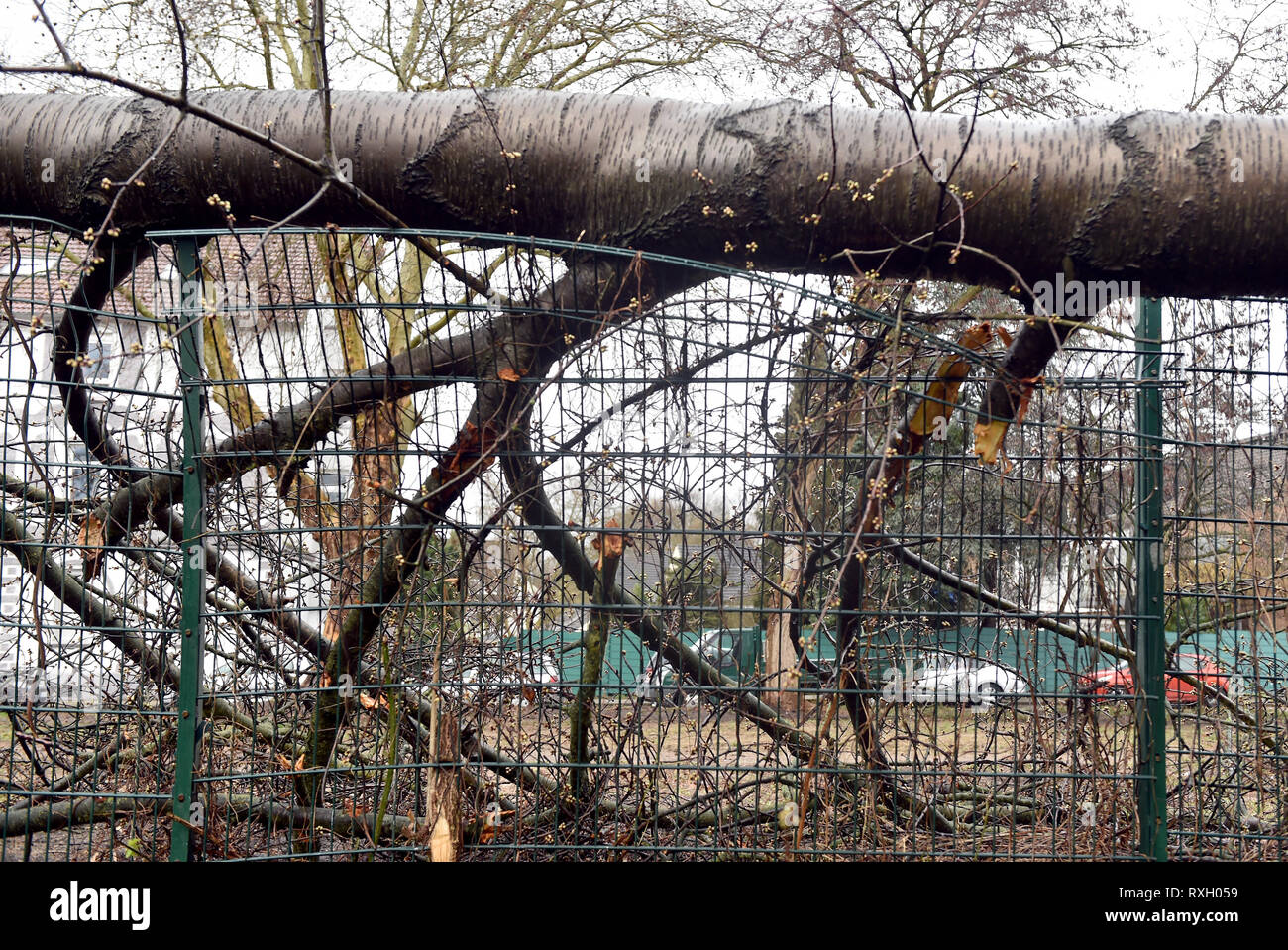 Bochum, Germany. 10th Mar, 2019. A tree that was overthrown by the ...