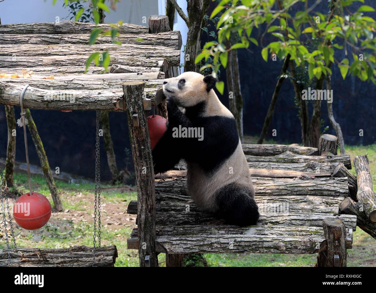 Huangshan, China. 10th Mar, 2019. CHINA-Adorable giant panda at Xiuning ...