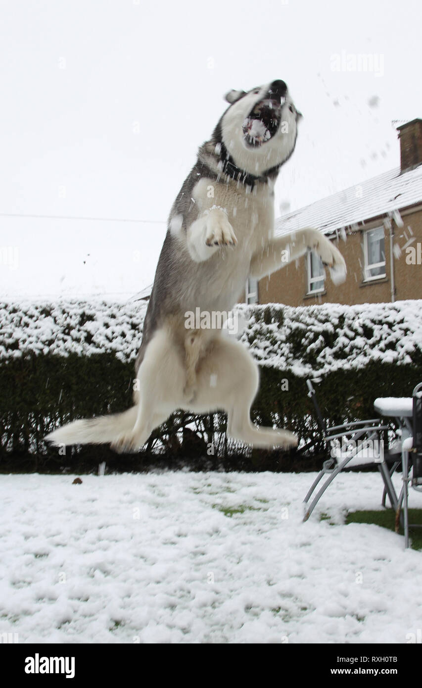 Jumping siberian husky hi-res stock photography and images - Alamy