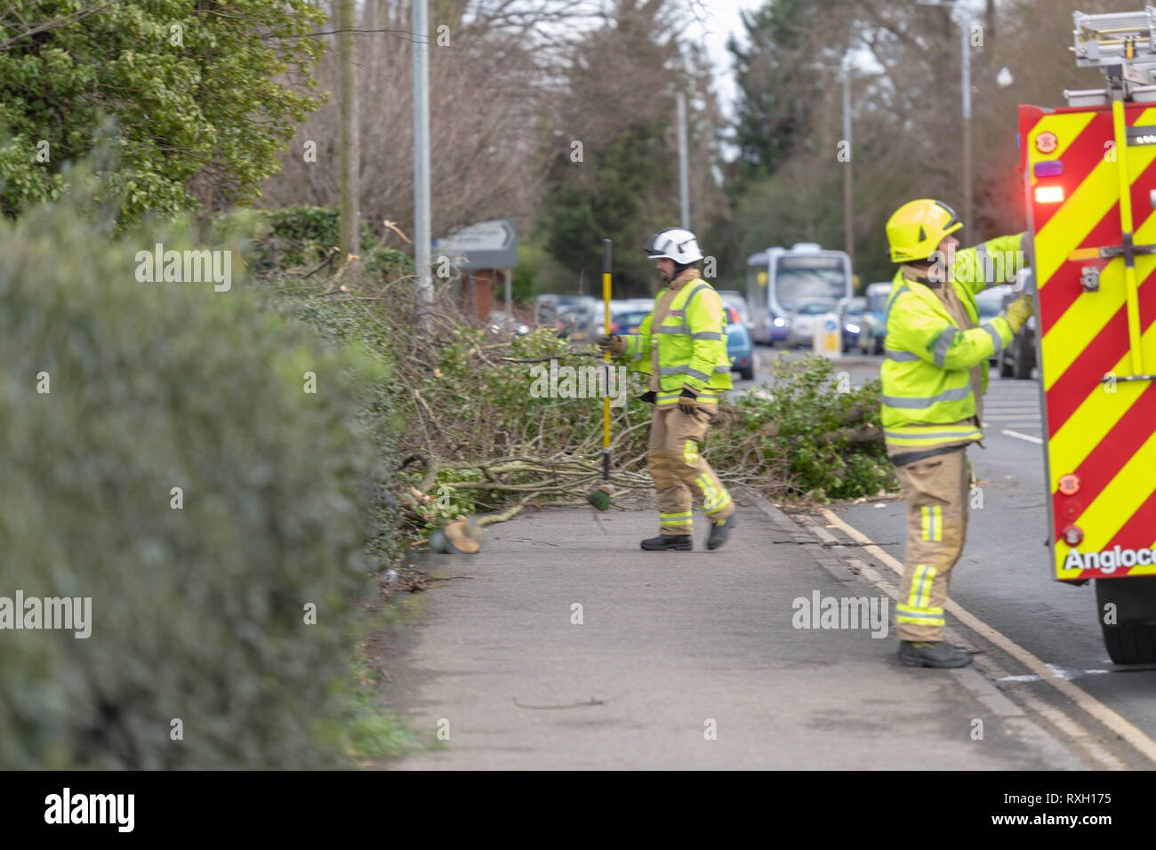 Brentwood Essex. 10th March 2019. UK weather, heavy winds brought down ...