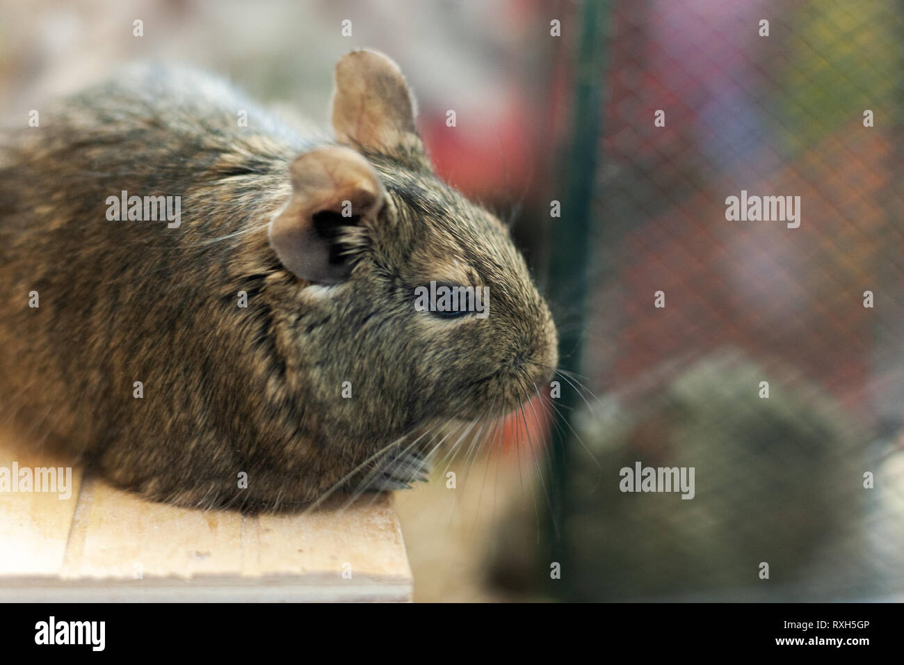 degu squirrel pet relaxing after eating. exotic animal for domestic ...