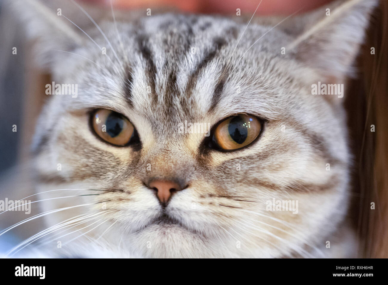 angry portrait of a British Shorthair cat. the cat looks and waits ...