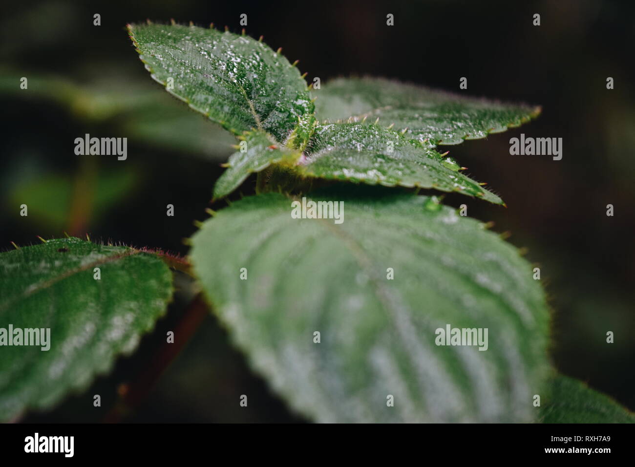 High altitude plants hi-res stock photography and images - Alamy