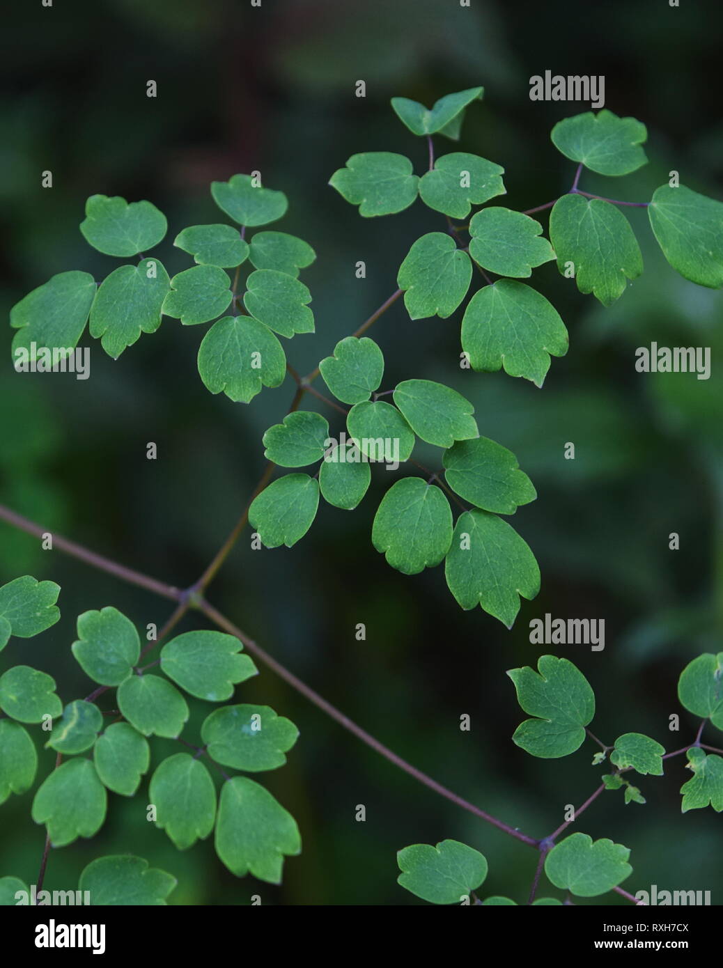 High altitude plants in the Rwenzori Mountains, Uganda Stock Photo - Alamy