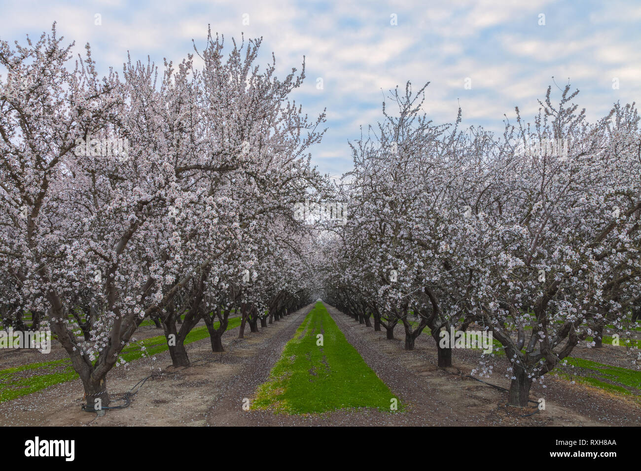 Almond Field High Resolution Stock Photography and Images - Alamy