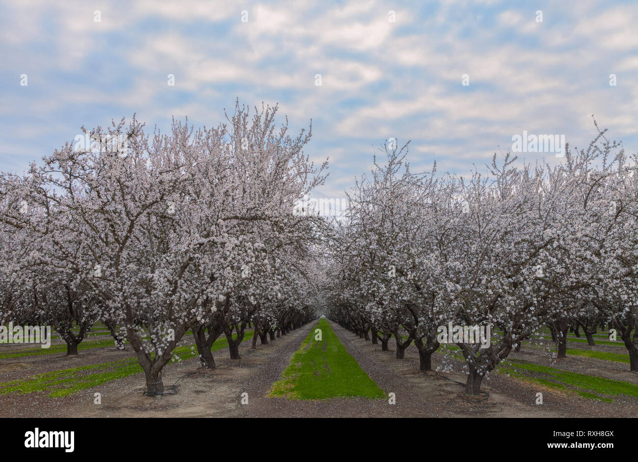 Field of almond trees bloom at early spring in Manteca, California ...