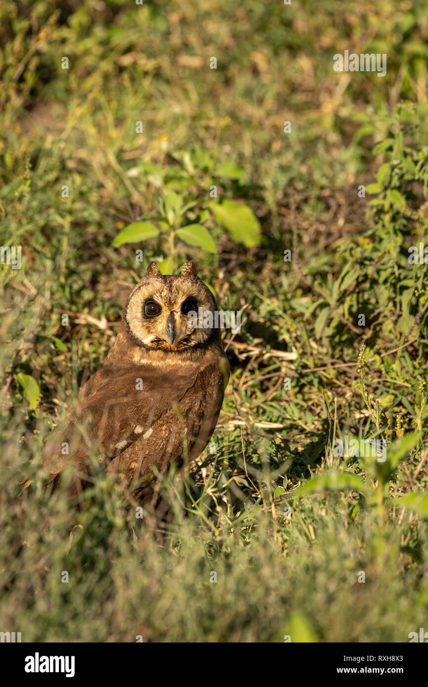 African marsh owl asio capensis hi-res stock photography and images - Alamy
