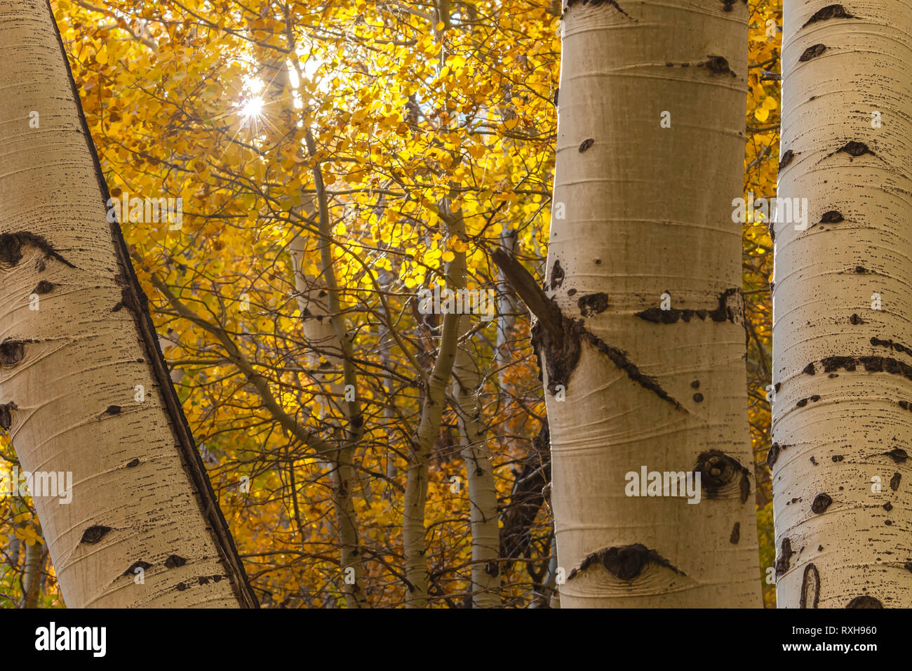 Mountain aspen trees (Populus tremuloides) in their fall foliage, Inyo ...
