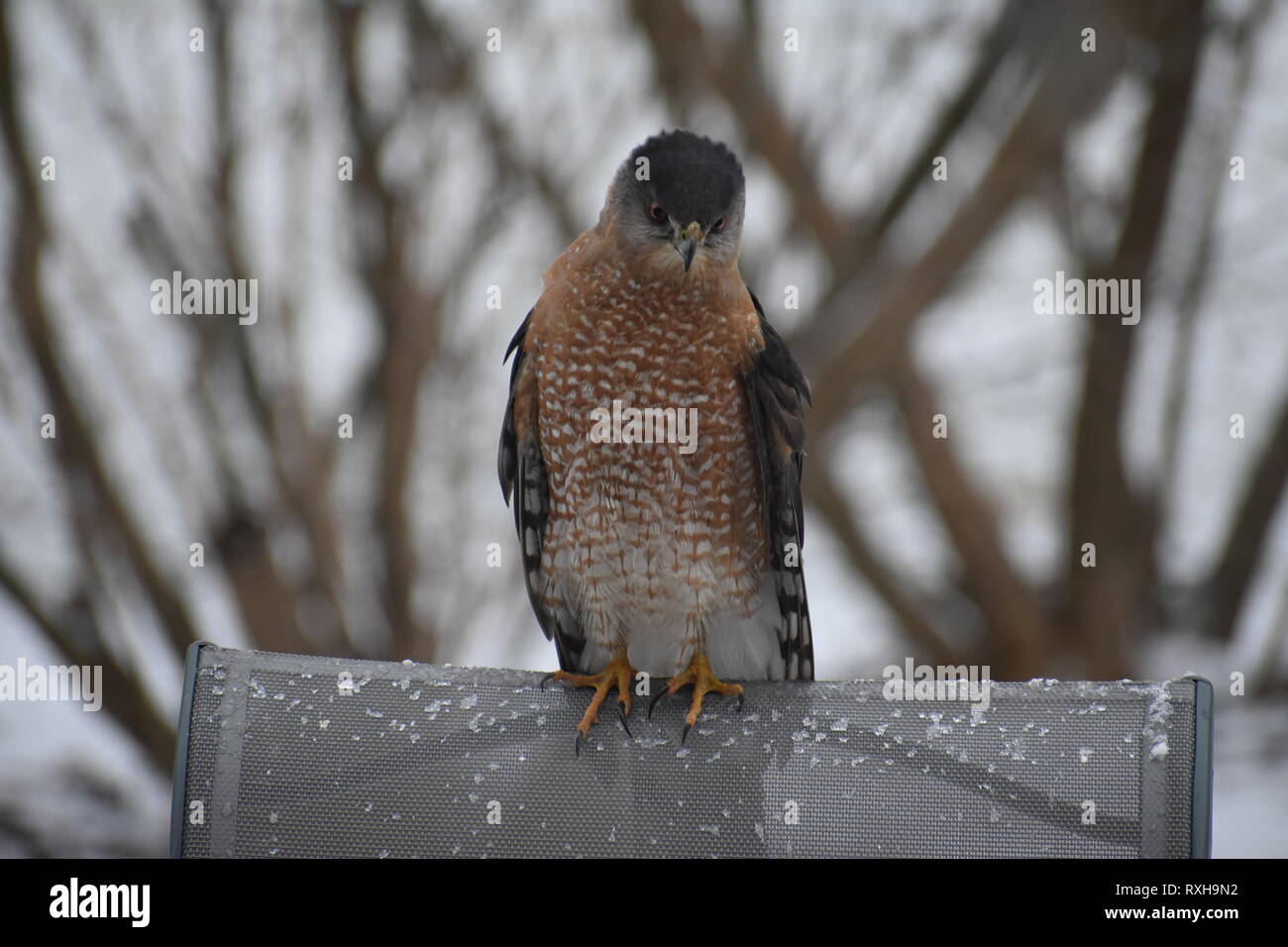 Baby hawk hi-res stock photography and images - Alamy