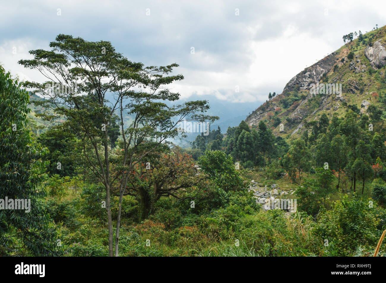 High altitude plants in the Rwenzori Mountains, Uganda Stock Photo - Alamy