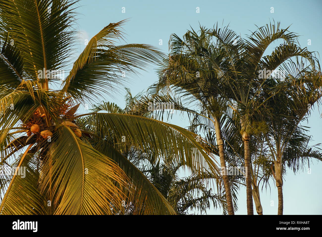 Coconut palm trees against a blue sky, Zanzibar Stock Photo - Alamy