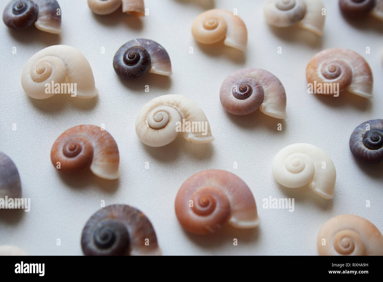 Spiral seashells pattern isolated on white background close up Stock ...