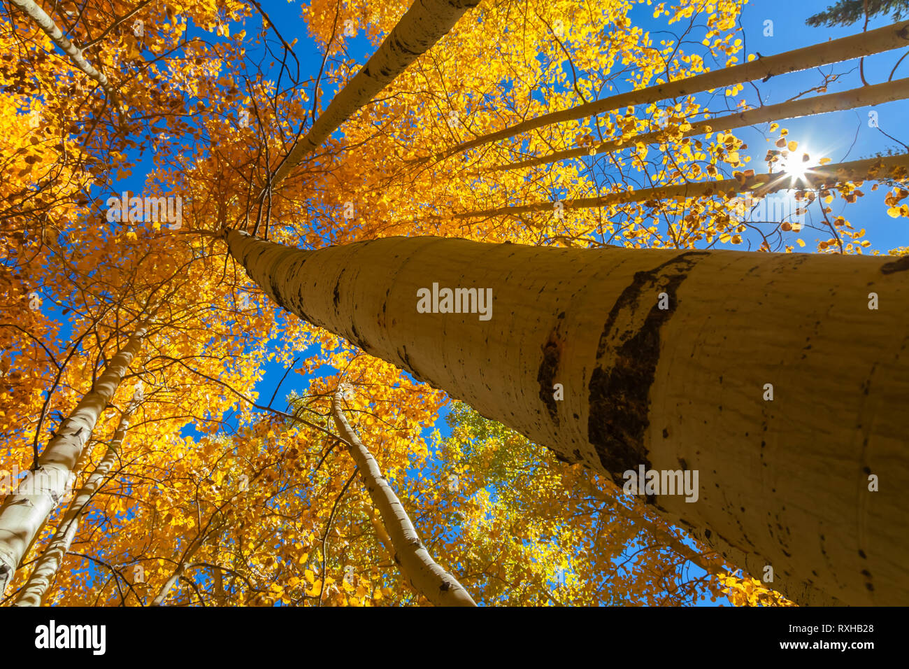 Low camera angle at the mountain aspen trees canopy, with their ...