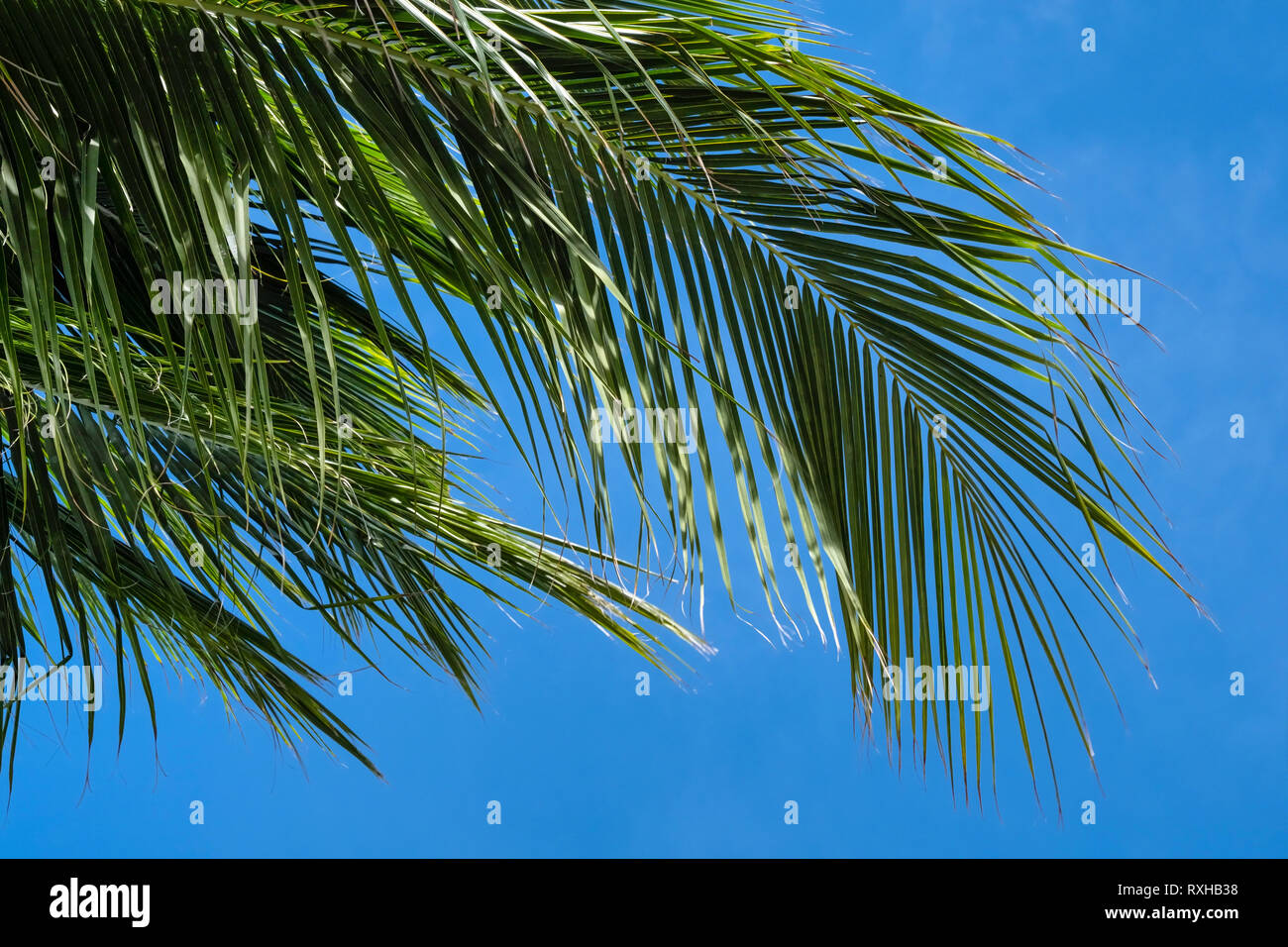 Palm fronds wallpaper hi-res stock photography and images - Alamy