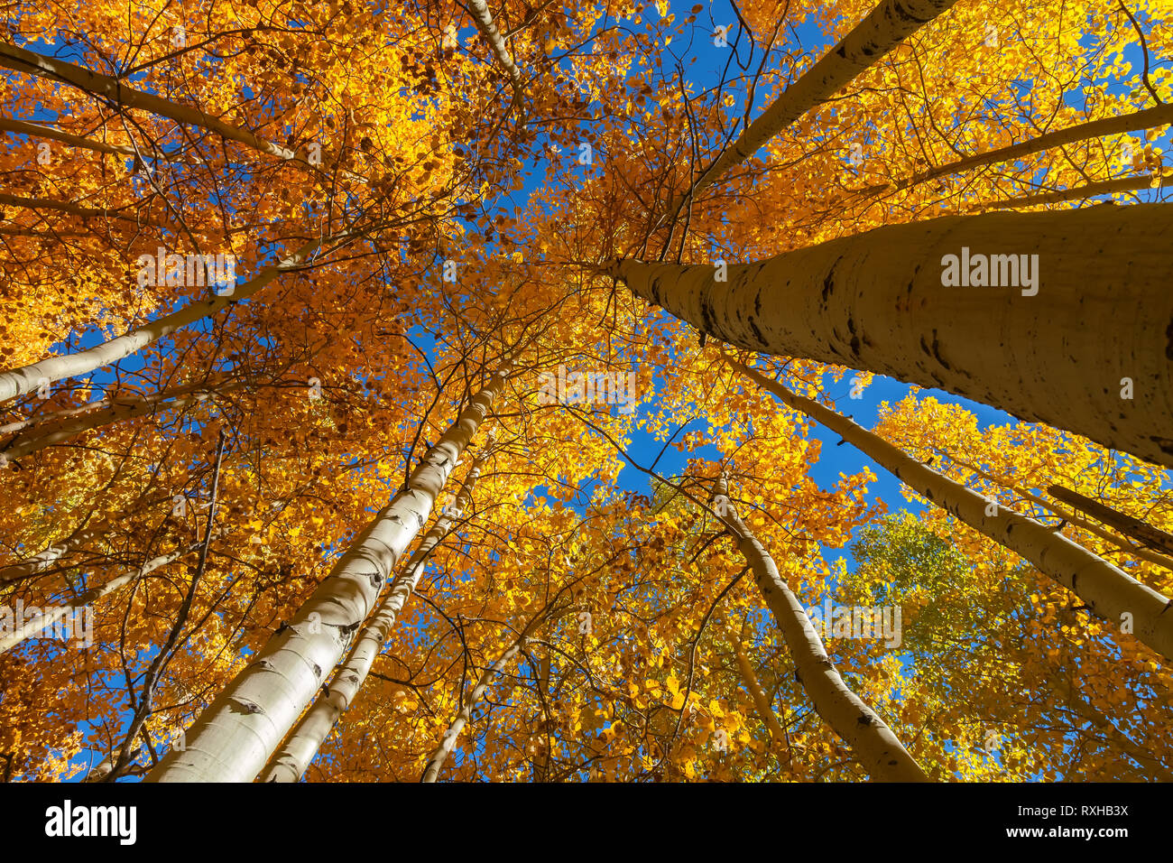 Low camera angle at the mountain aspen trees canopy, with their ...