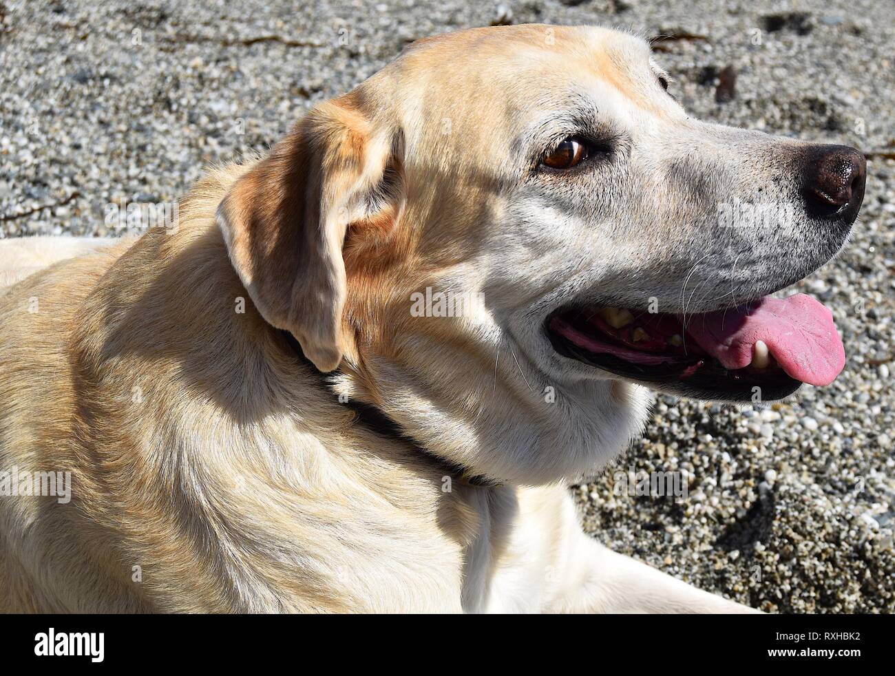 Golden Labrador, Vault Beach, 310316 Stock Photo - Alamy