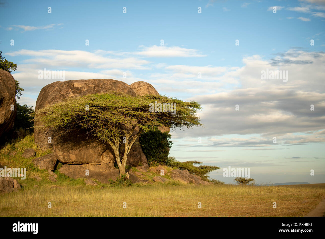 Beautiful landscape in Serengeti park in Tanzania showing rocks ...