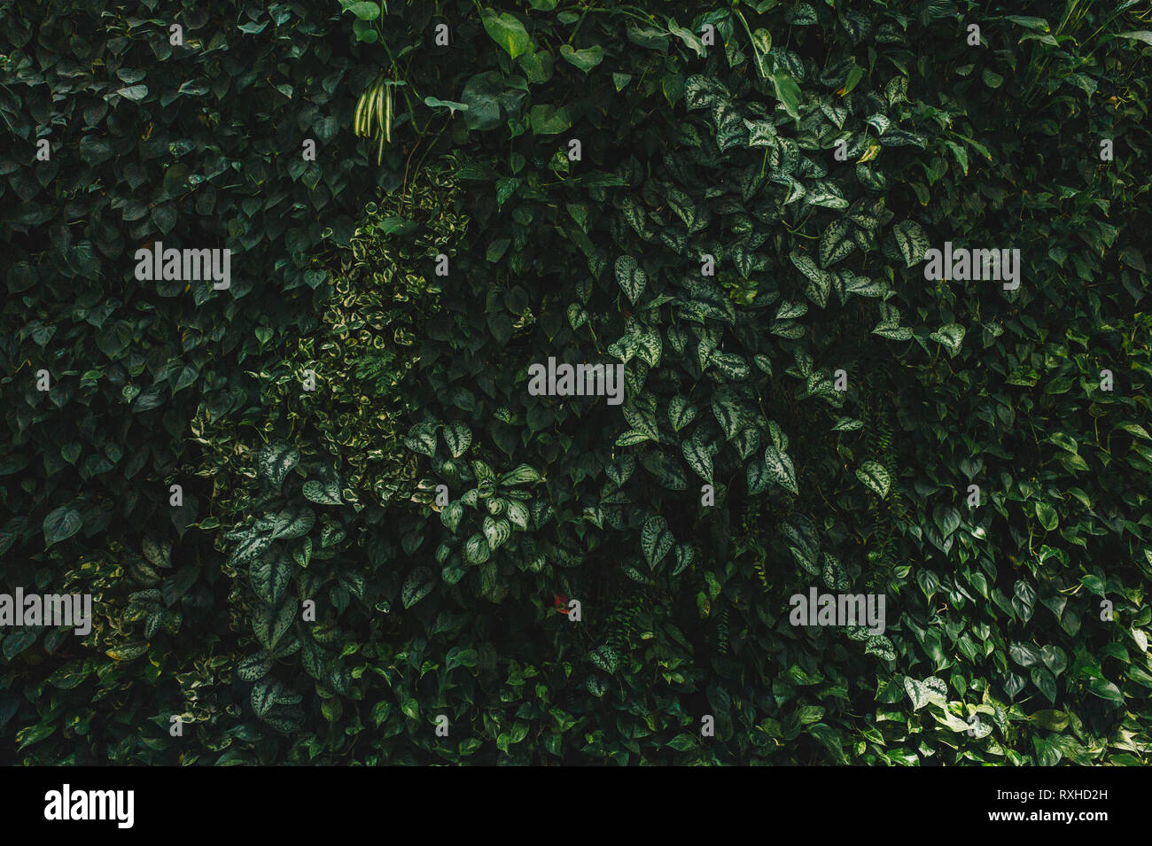 The green leafy wall reflects the sun in the afternoon and then look ...