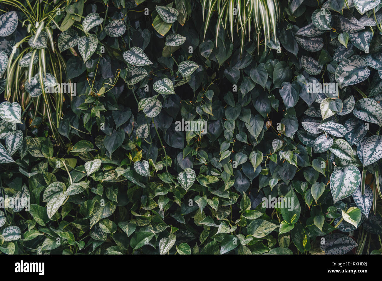 The green leafy wall reflects the sun in the afternoon and then look ...