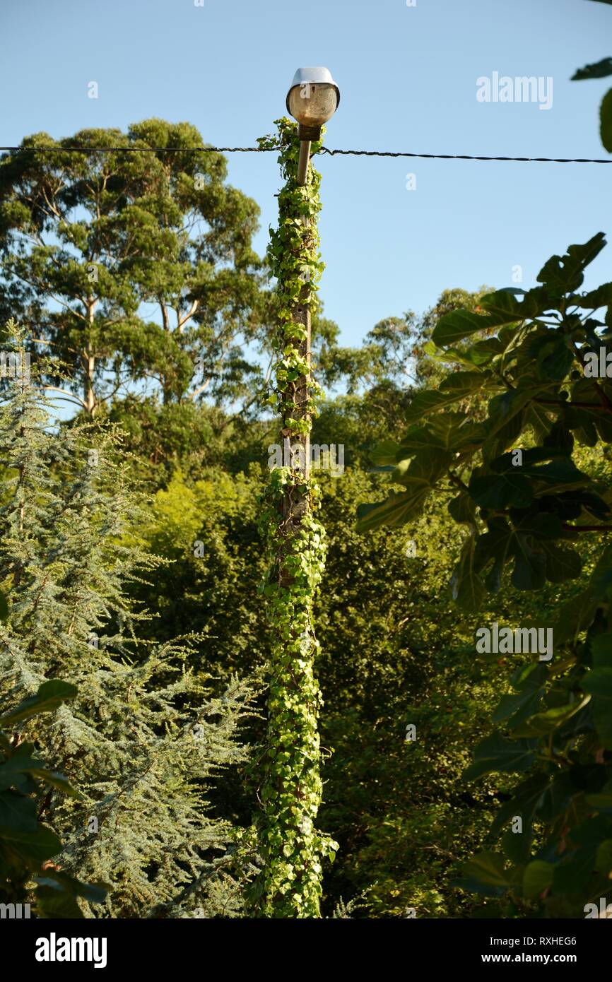 Creepers plants hi-res stock photography and images - Alamy