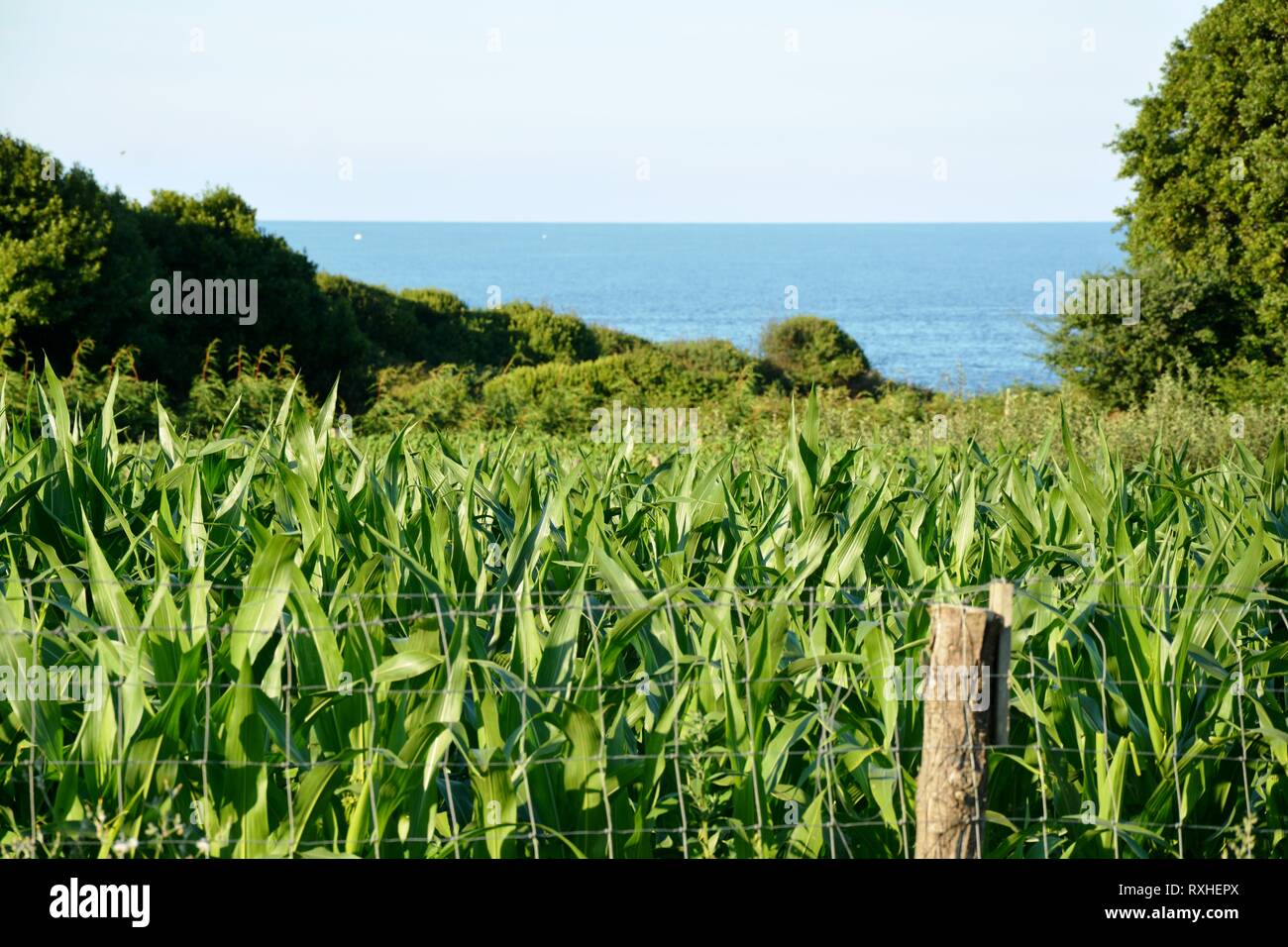 Field of maize hi-res stock photography and images - Alamy