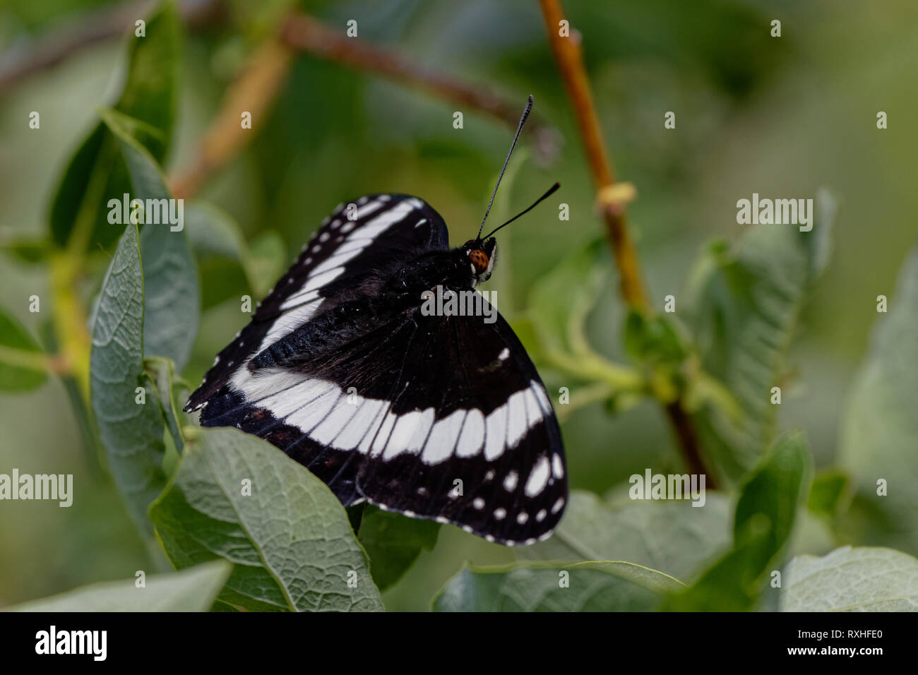 A white admiral butterfly rests among the leaves in the Medicine Bow ...