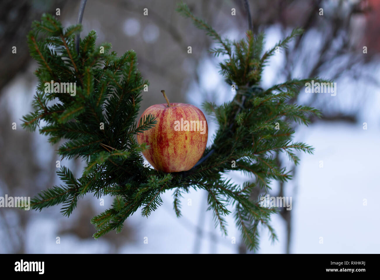 Apple and fir tree leaves on a bird feeder. Blurry background due too ...