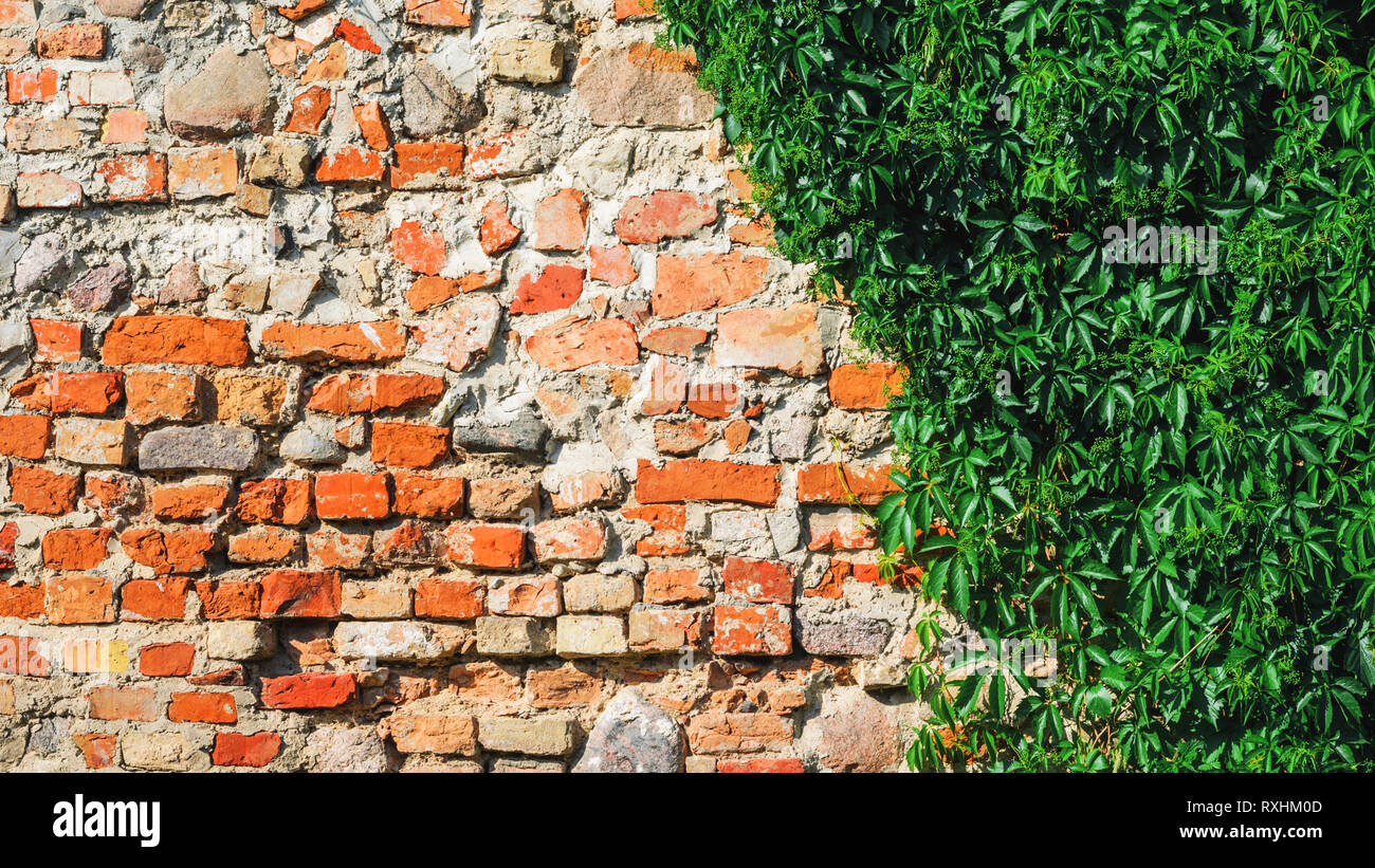 Self-clinging Vine Plants on Brick Wall. Abstract Brickwork Background ...