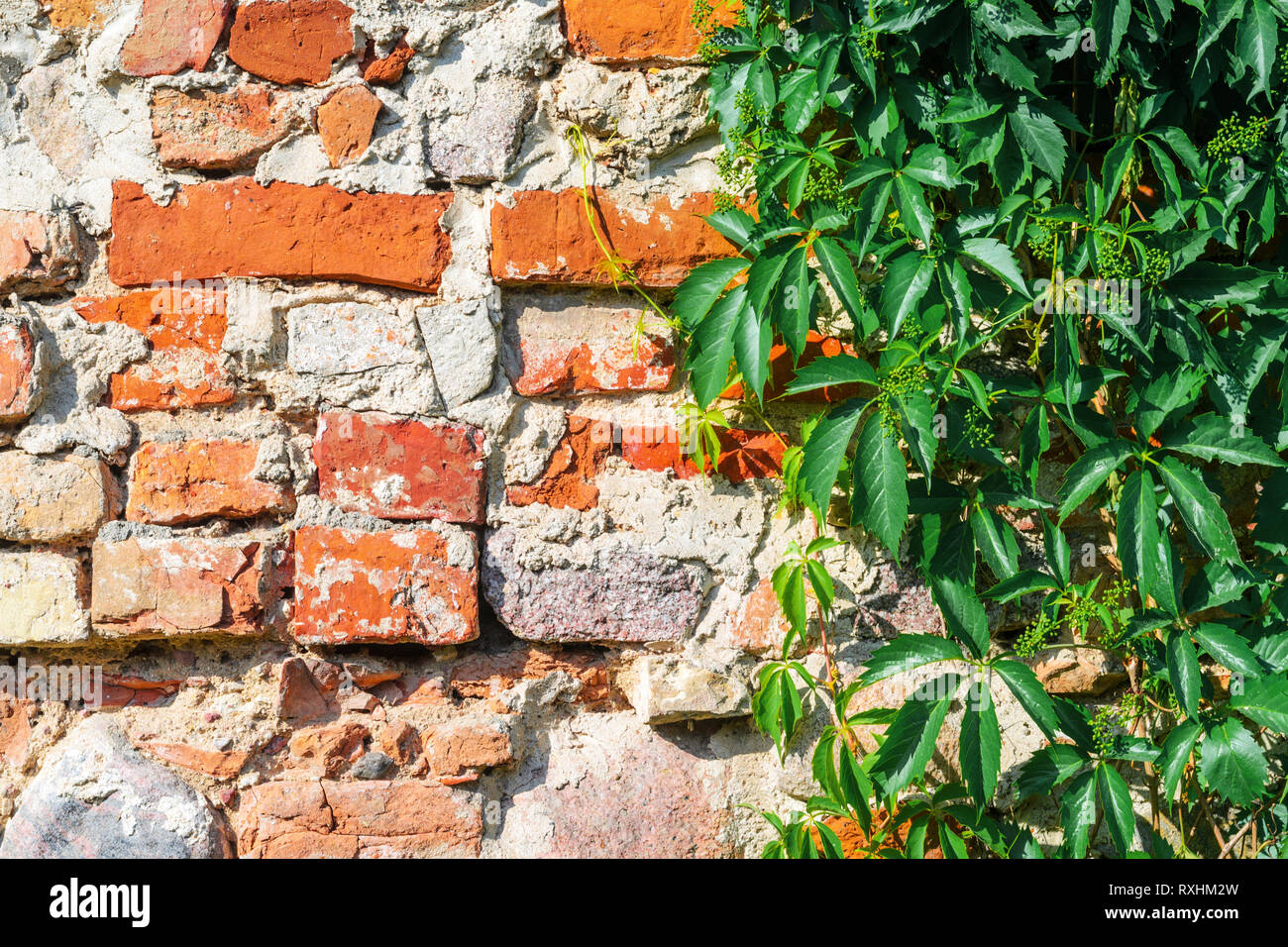 Self-clinging Vine Plants on Brick Wall. Abstract Brickwork Background ...