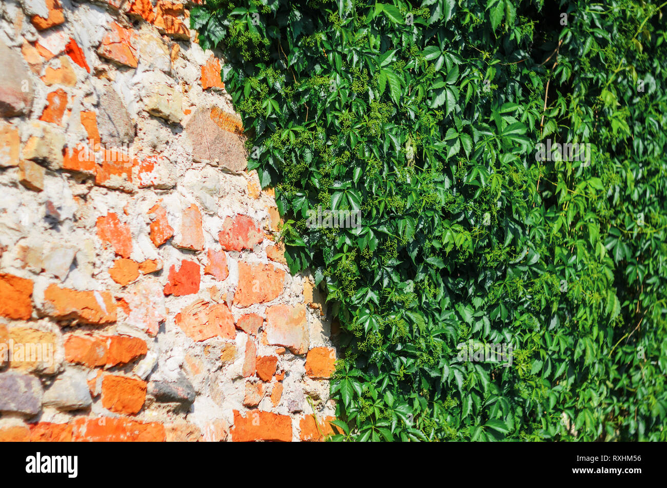 Self-clinging Vine Plants on Brick Wall. Abstract Brickwork Background ...