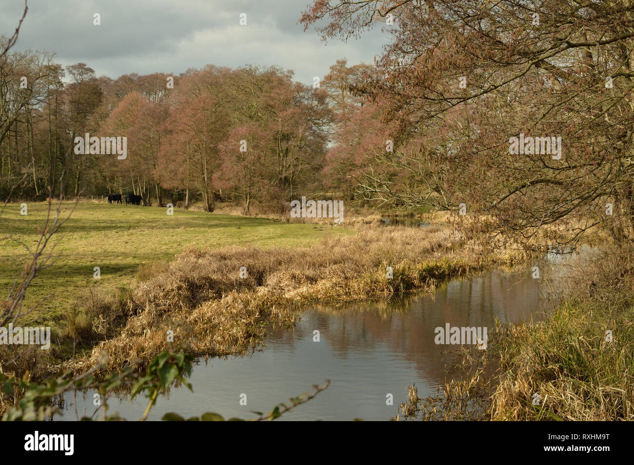 River in the Hertfordshire countryside on a sunny winter day. England ...