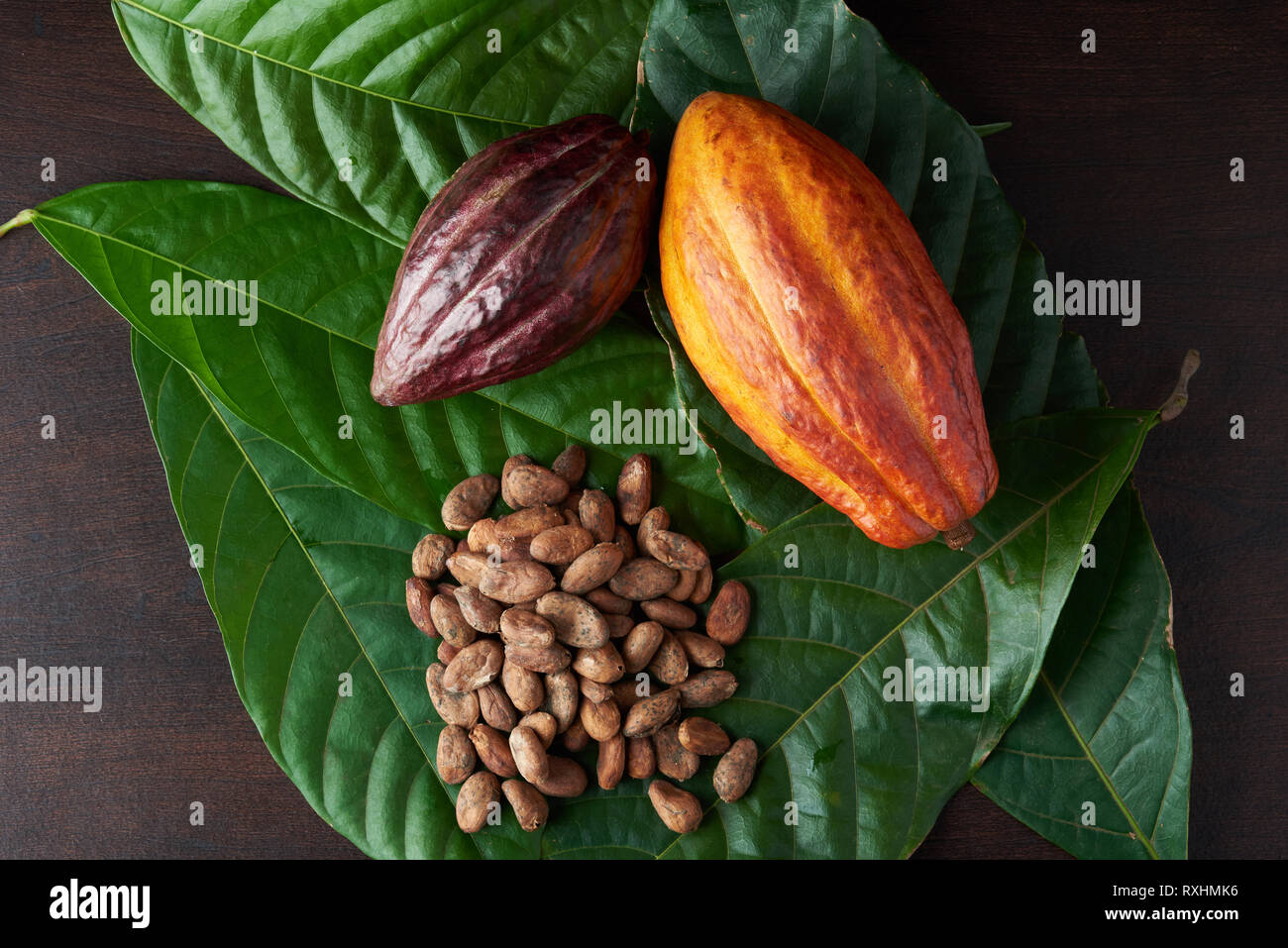 Colorful cacao harvest background. Chocolate raw agricultural ...